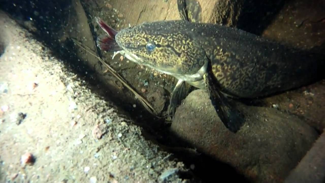 Matikka at the old power plant - aquasport.tv