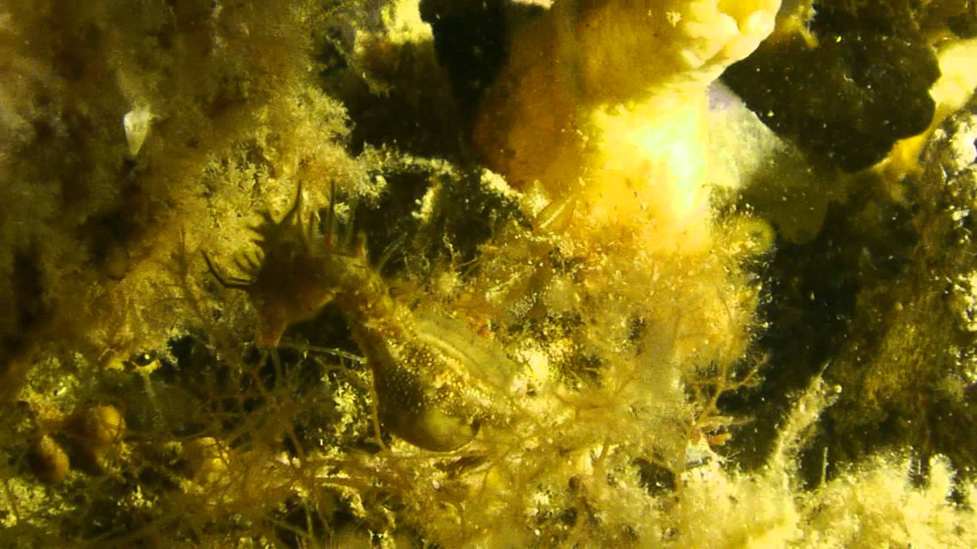 Edithburgh Jetty Night Dive Yorke Peninsula South Australia - aquasport.tv