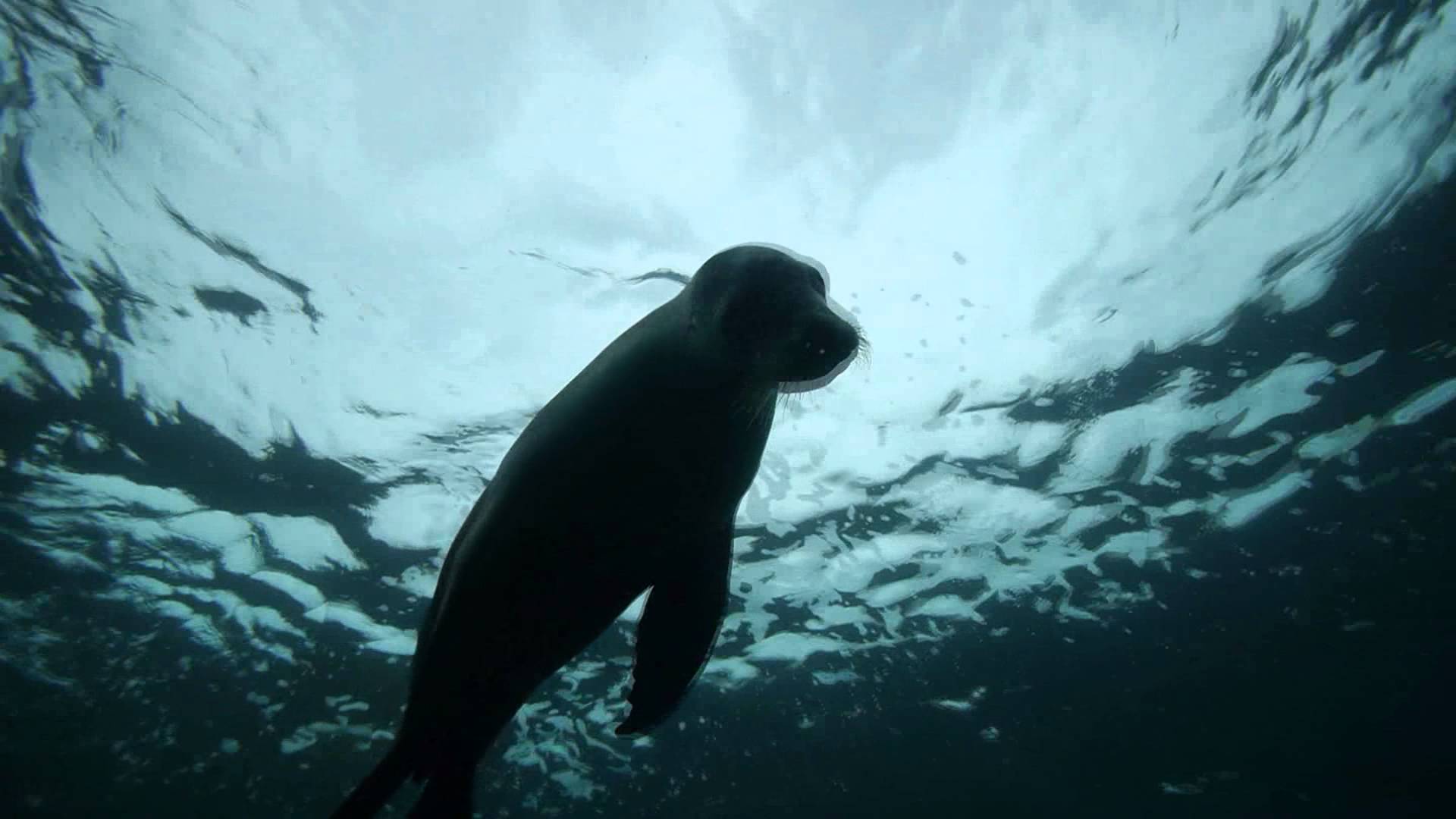 Australia Day 2013 Diving Kangaroo Island - aquasport.tv