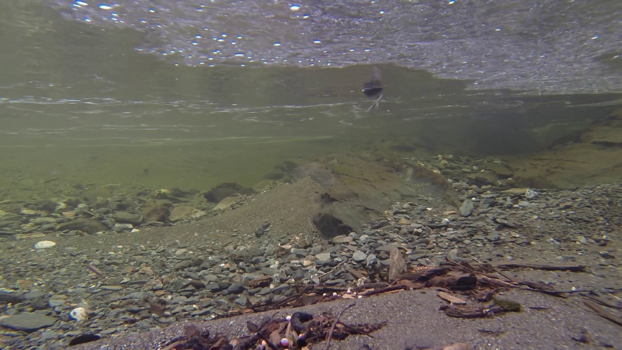 Dipper Diving – aquasport.tv