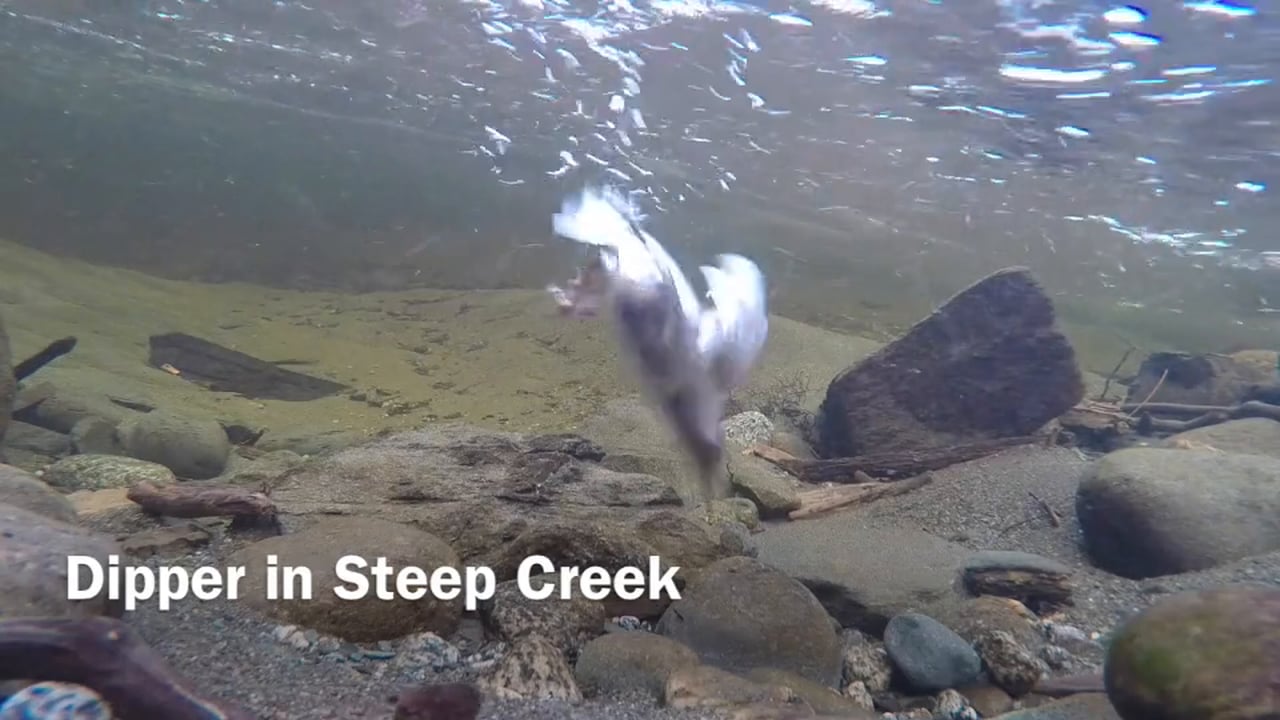 Dipper Diving - aquasport.tv