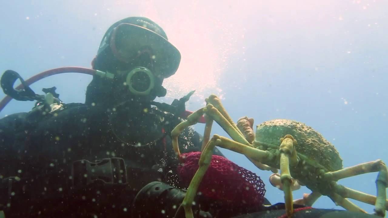 GIANT Spider Crab Gives Scuba Diver CREEPY Hug - aquasport.tv