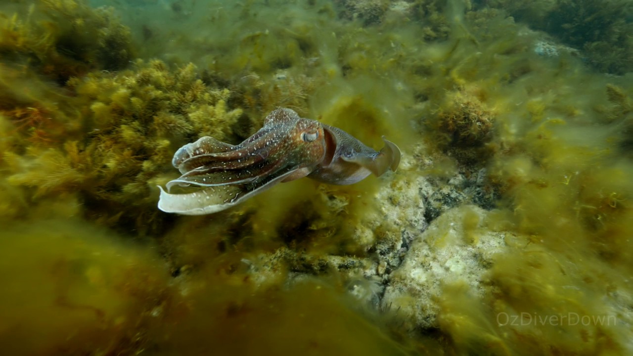 Cuttlefish Breeding South Australia - aquasport.tv