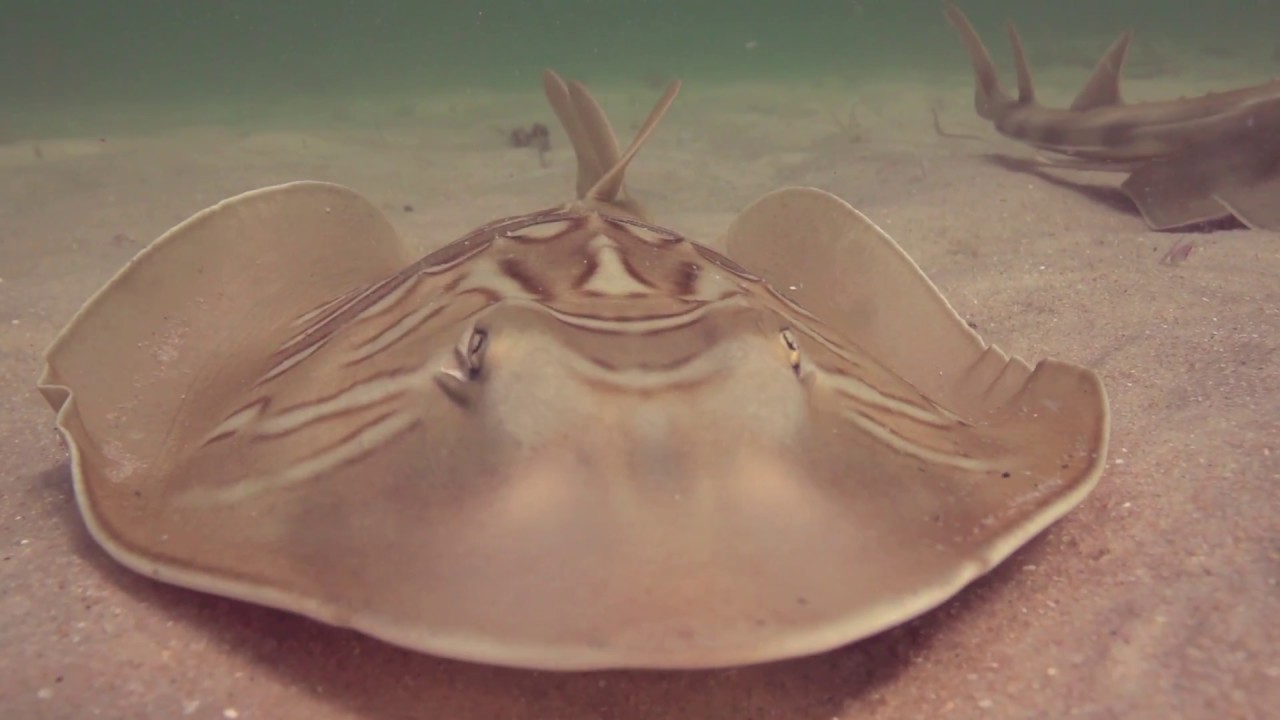 Fiddler Ray"Fever" - aquasport.tv